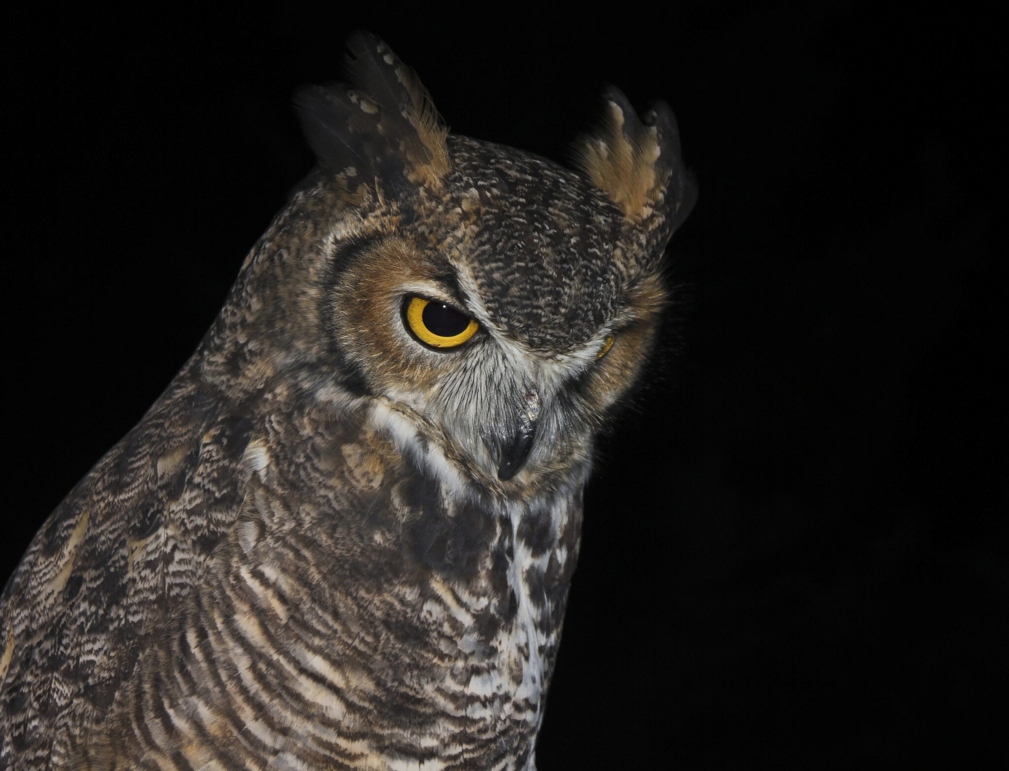 Owl Man: Unraveling the Mystery Behind the Legend – Fringe Creatures