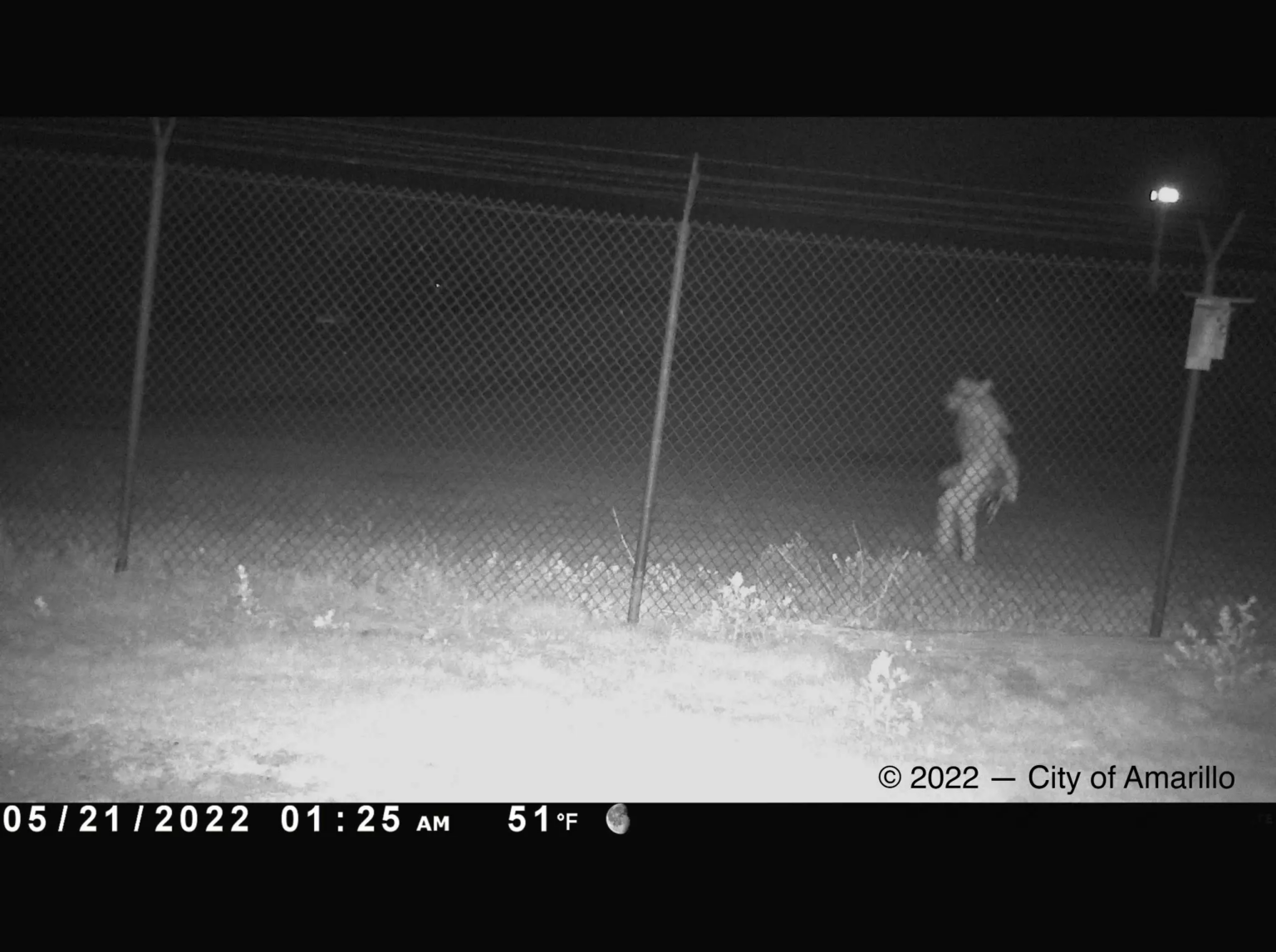 North Texas Mystery: Was This Creature a Wendigo? – Fringe Creatures